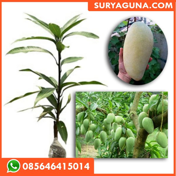 Bibit Mangga Kiojay Unggul Bibit Mangga Kio Jay Surabaya - SuryaGuna ... Bibit Mangga Kiojay Unggul Bibit Mangga Kio Jay Surabaya - SuryaGuna ...